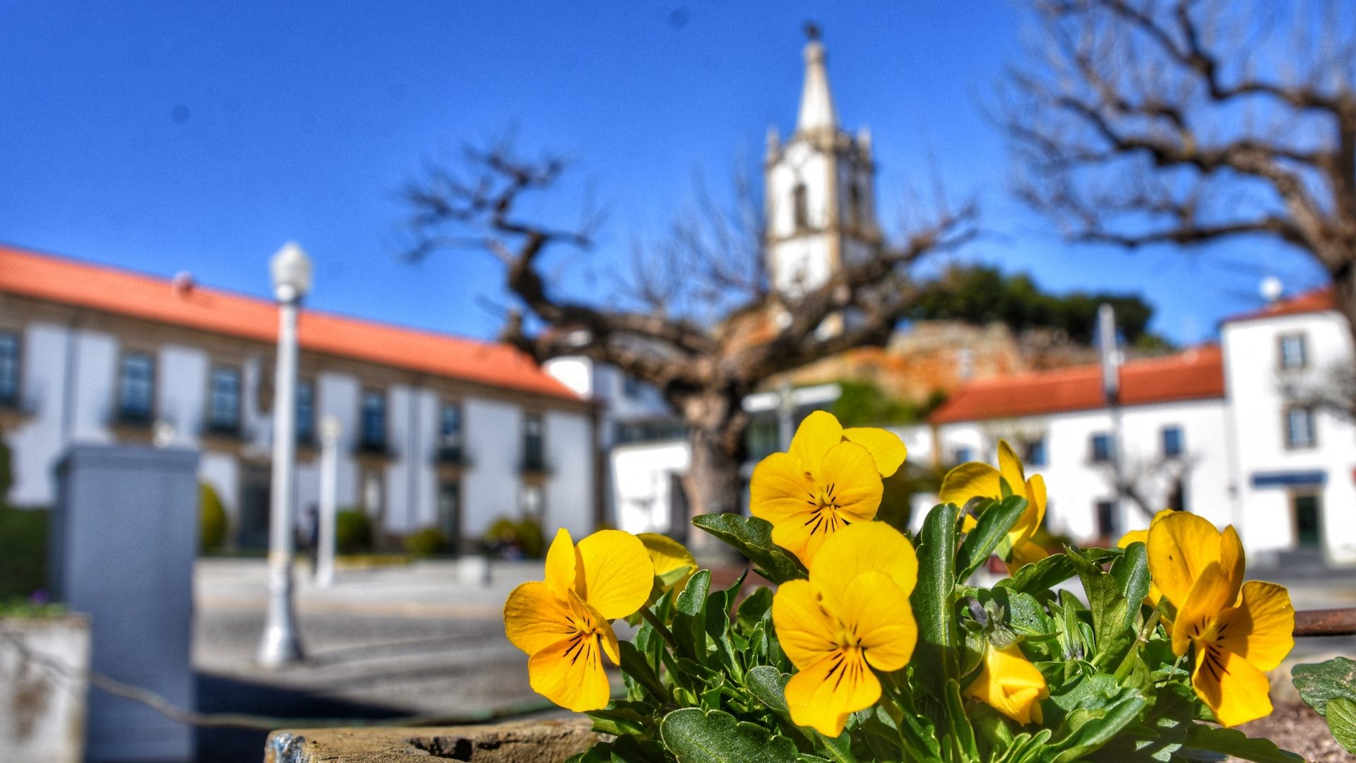 Pinhel, Cidade Falcão